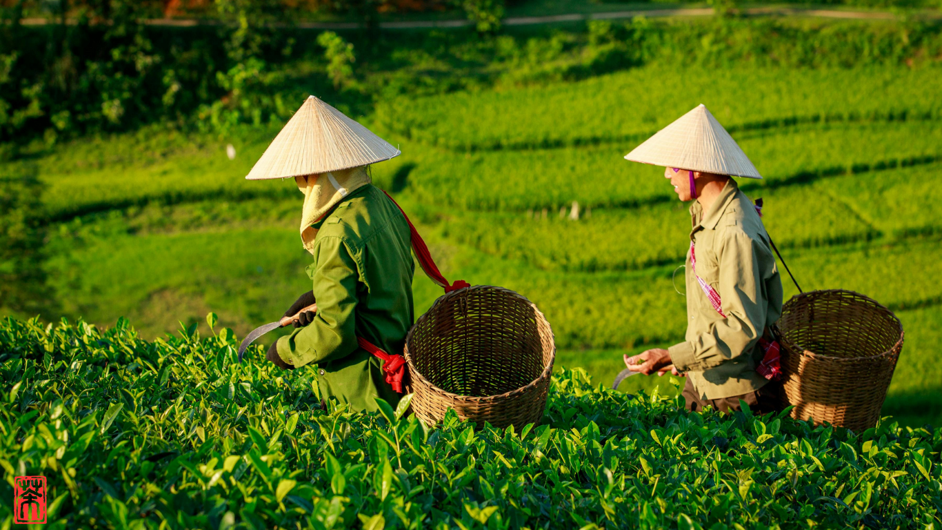 The ancient tea trees of Yunnan – Gu Shu Cha (古树茶) – Pu Erh Tea